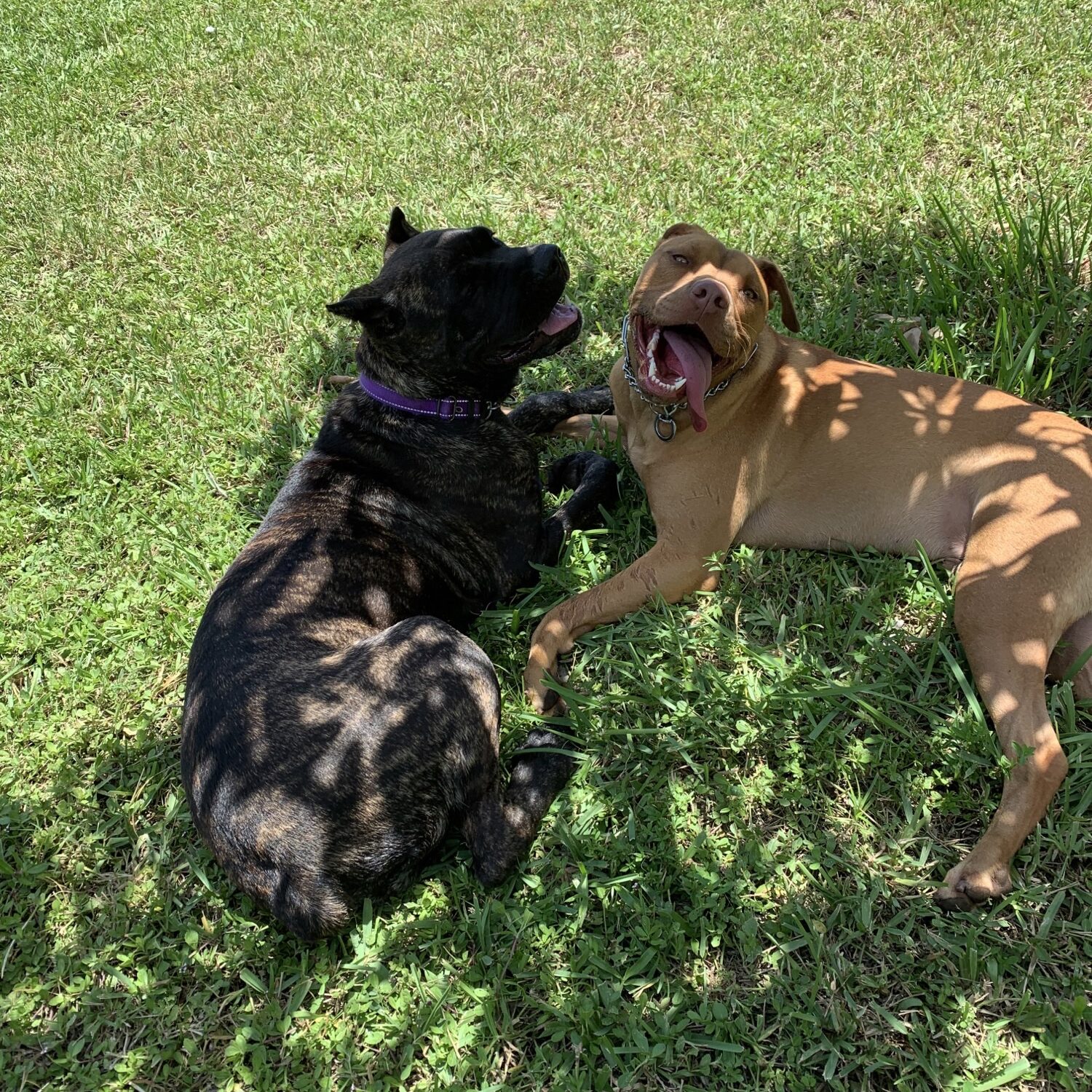 KK's Canine Training – Personalized dog training, therapy and service ...